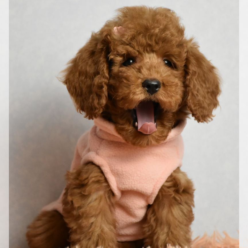 Той-пудель, щенок