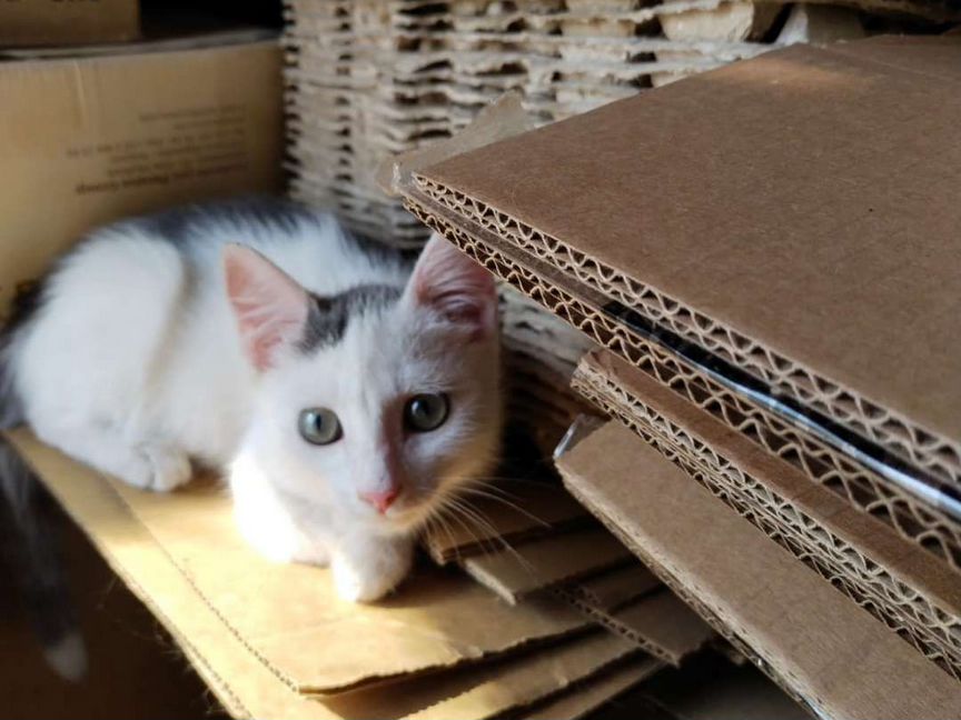 Котенок котик в добрые руки