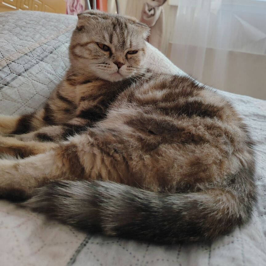 Шатланская вислоухая кошечка