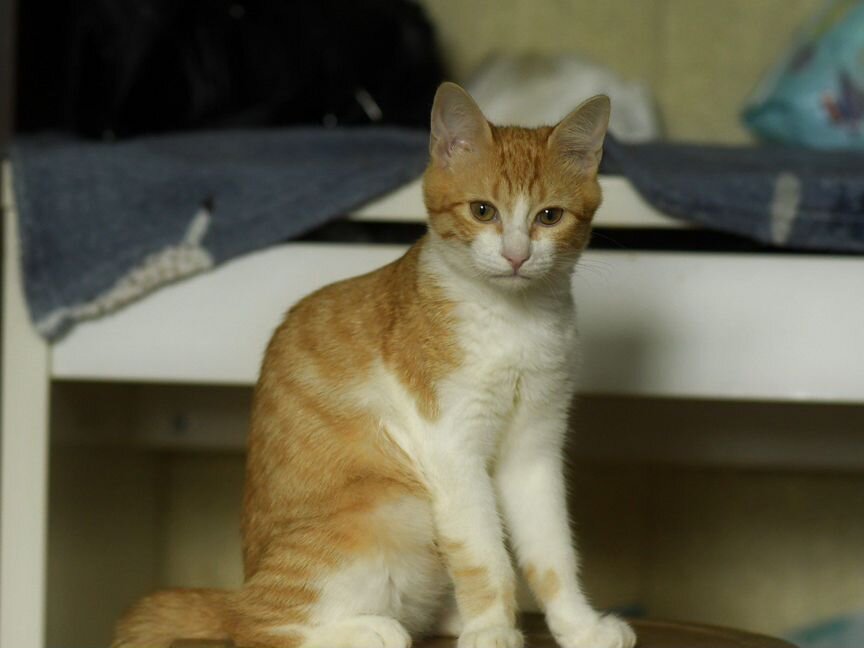 Котенок Абрикос в добрые руки