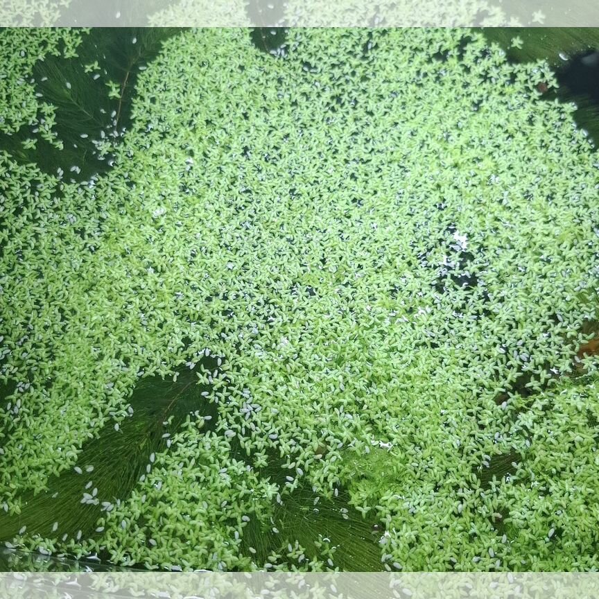 Трава для аквариума- роголистник и ряска