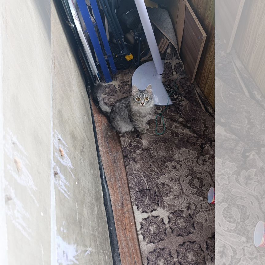 Котёнок в добрые руки