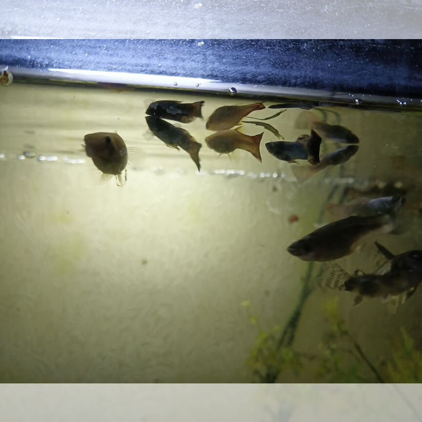 Аквариумные рыбки гуппи