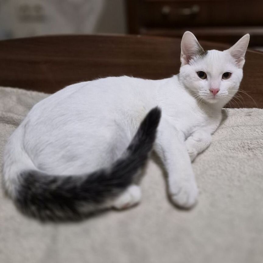 Котёнок от частного владельца