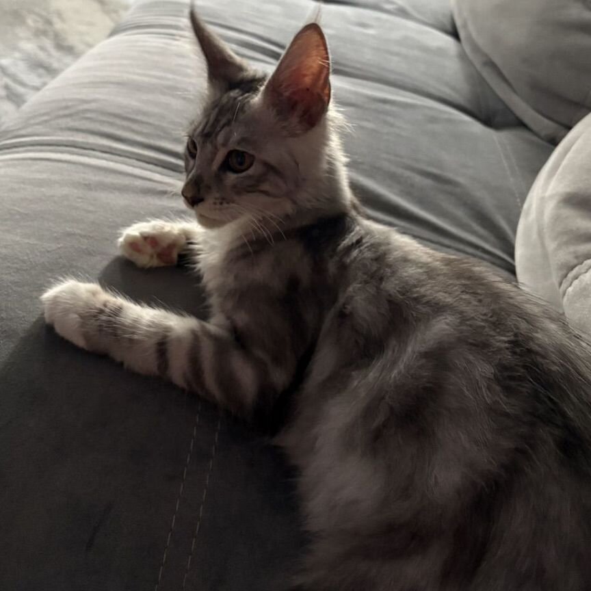 Мейн-кун котёнок