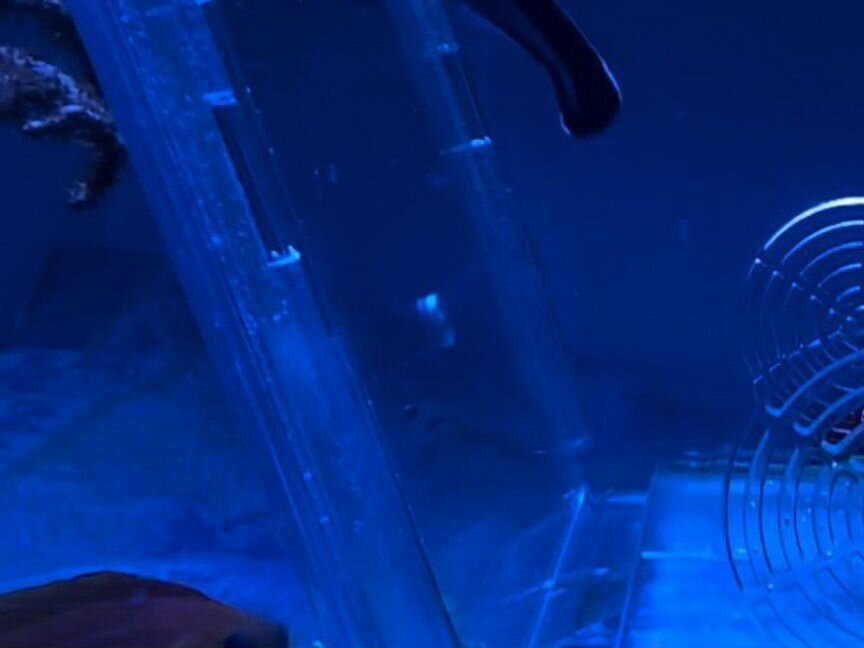 Морская рыбка Губан Доктор