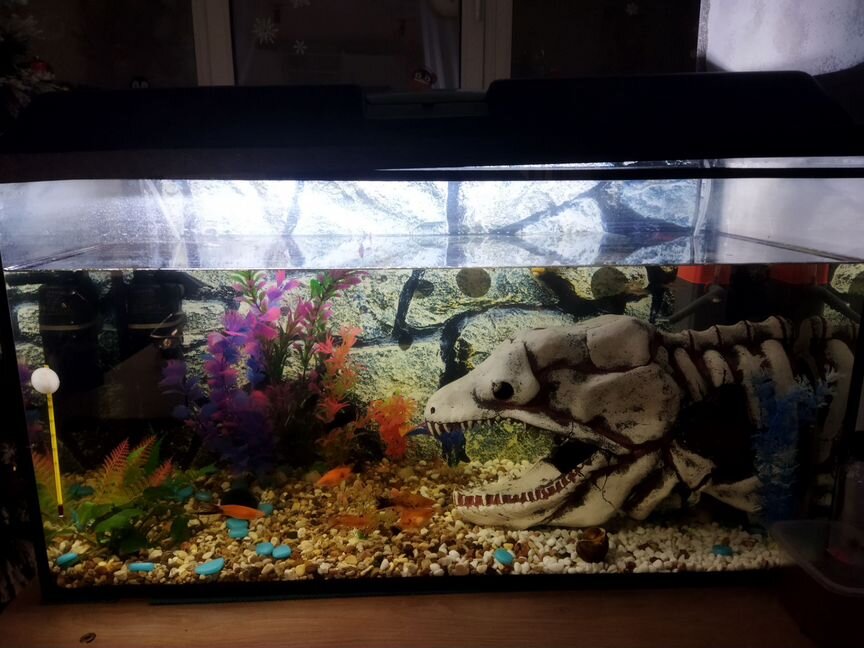 Аквариум с рыбками