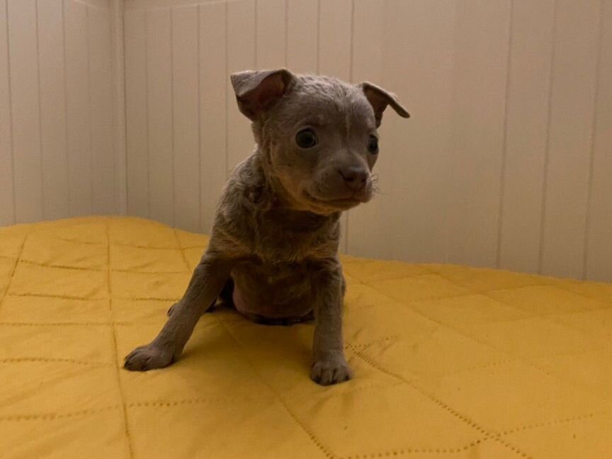 Той-терьер мальчик