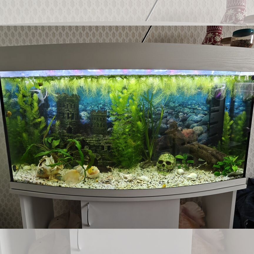 Прополка аквариумных растений