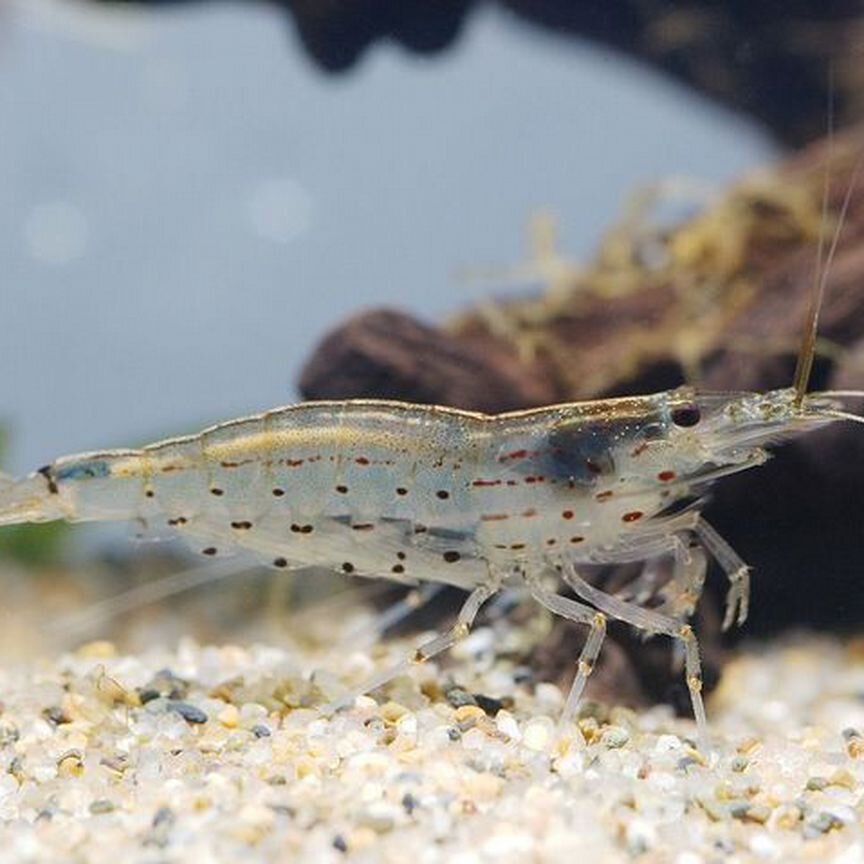 Креветки амано