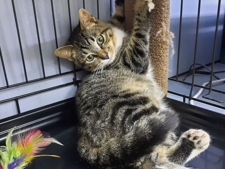 Котенок в добрые руки