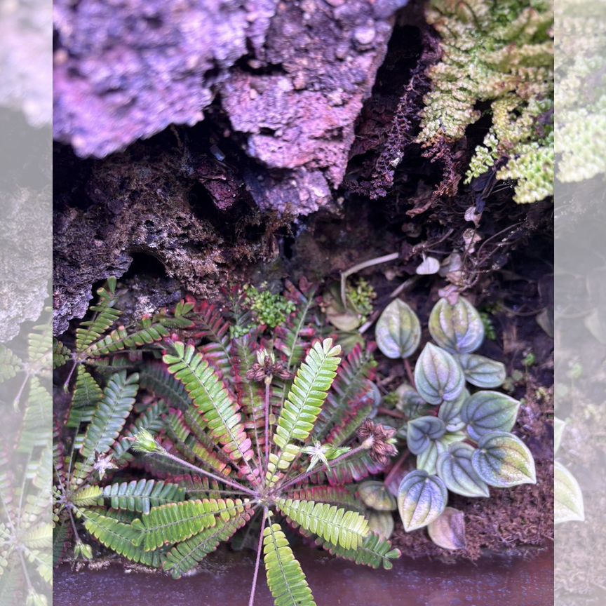 Террариум / Флорариум с живыми растениями