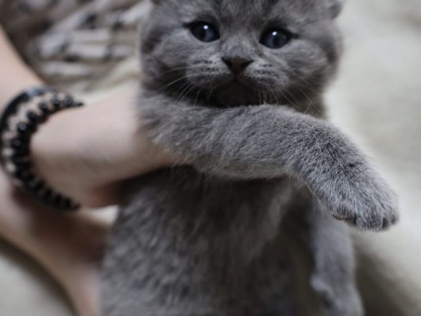 Шотландская