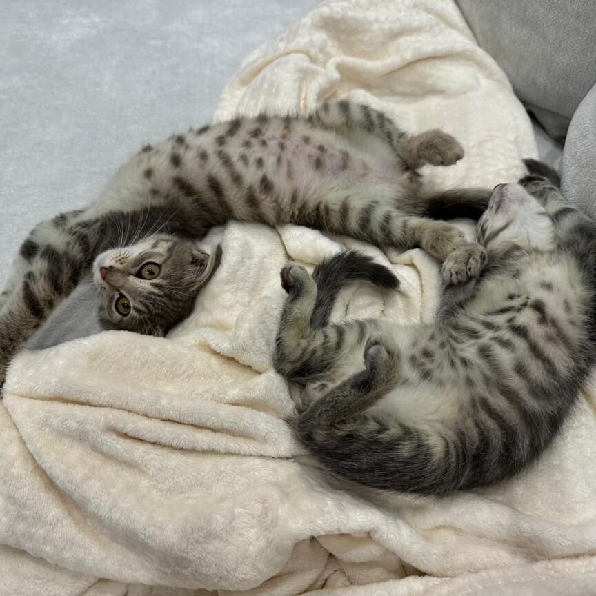 Котята мальчики Биба и Боба