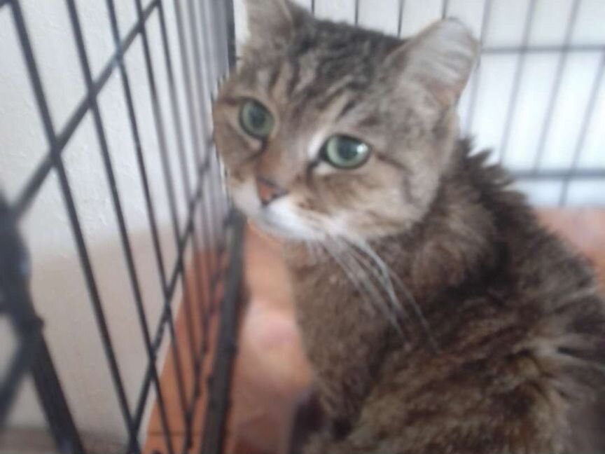 Кошка Золотце