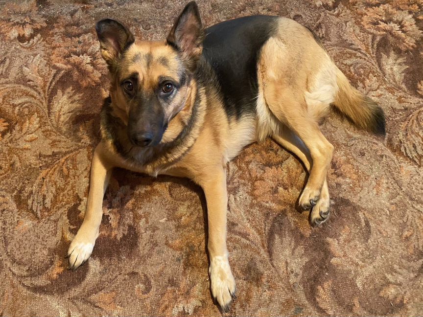 Собака Лада в добрые руки