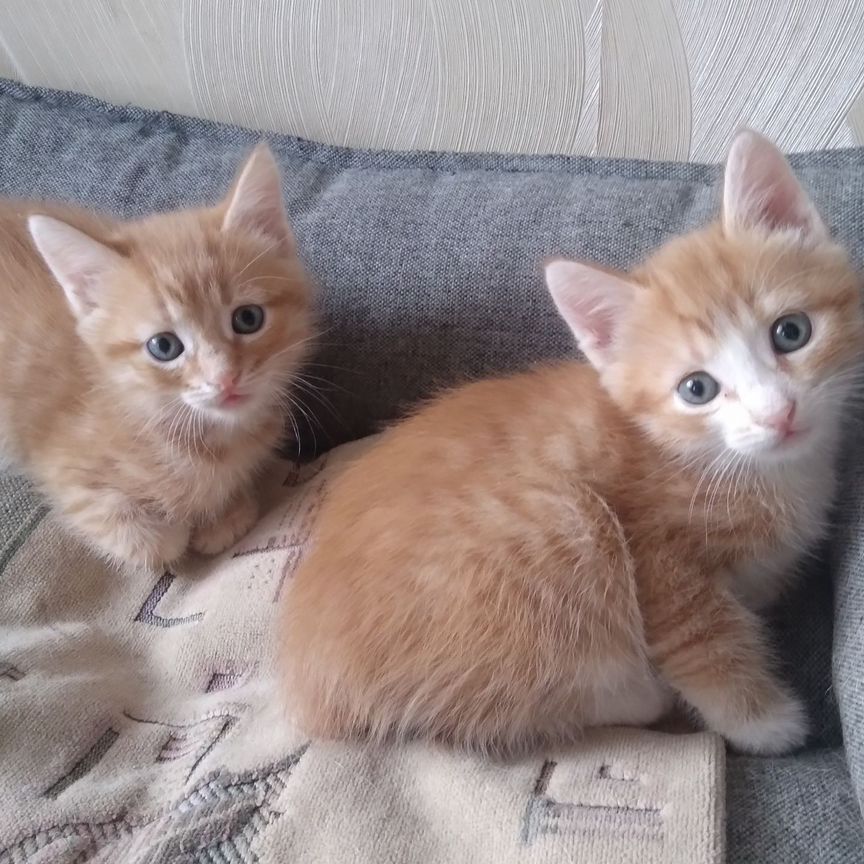Котята в добрые руки мальчики рыжие бесплатно