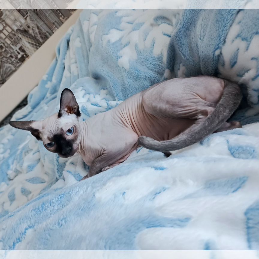 Канадский сфинкс котёнок