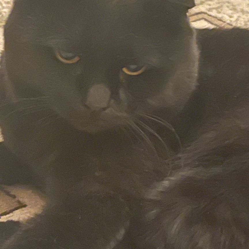 Красивый кот