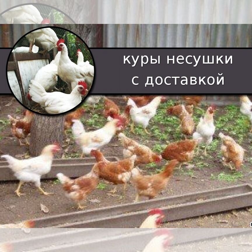 Куры несушки к порогу