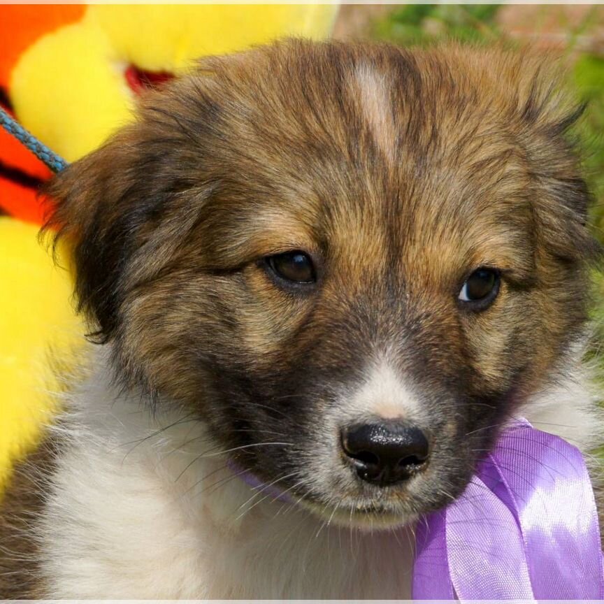 Щеночек пушистый ищет дом