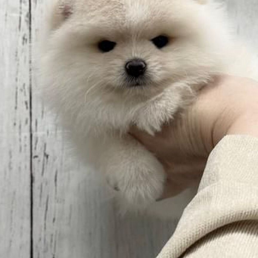 Померанский шпиц, щенок