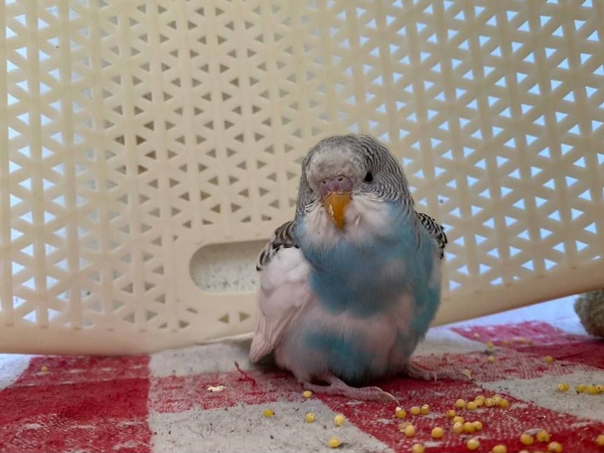 Найден волнистый попугай