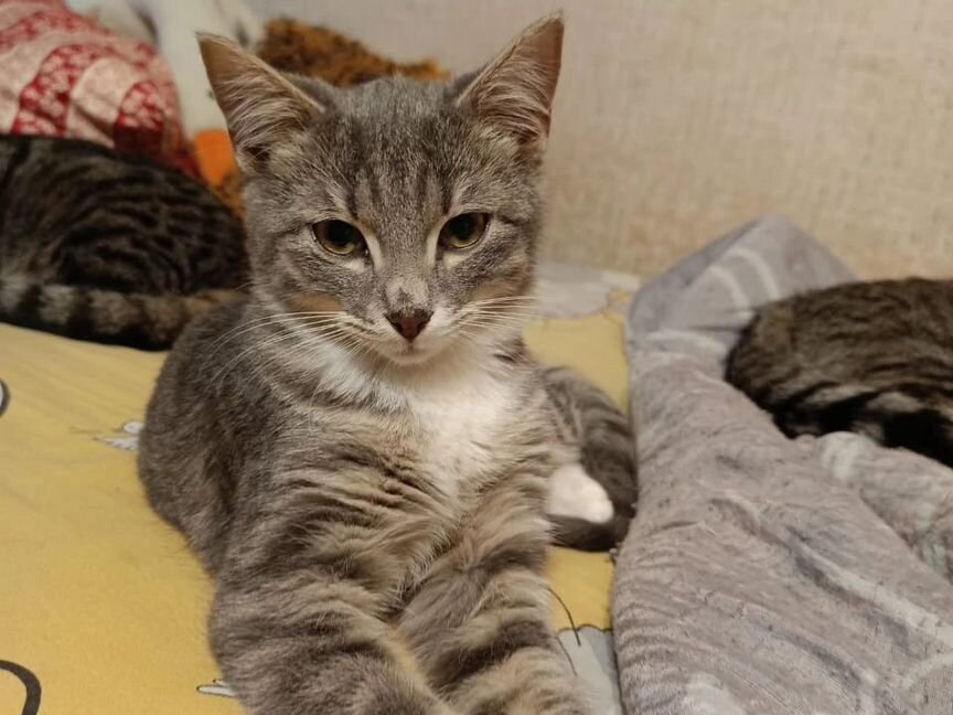 Котенок Лёнька ищет дом