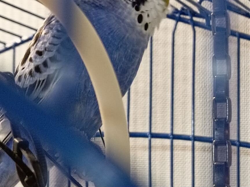 Волнистый попугай самка