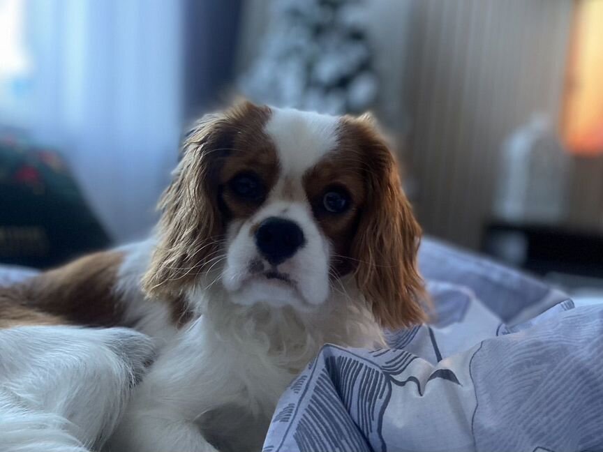 Кавалер кинг чарльз спаниель вязка