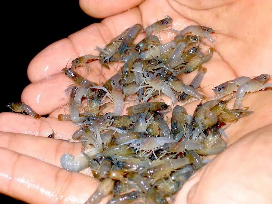 Малек австралийского рака