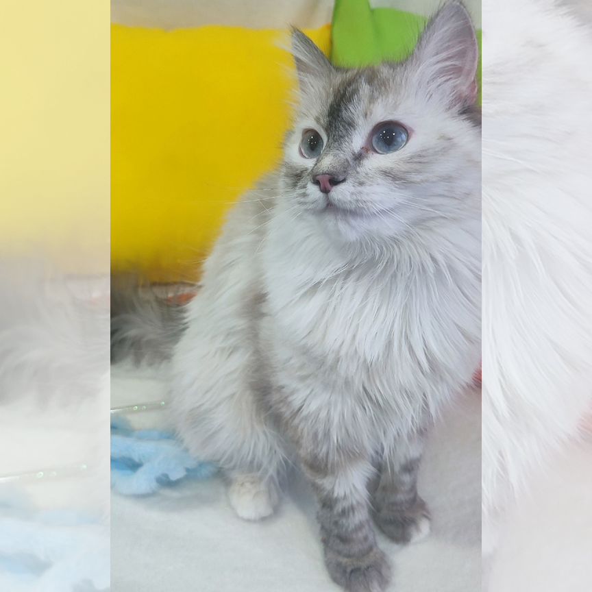 Рэгдолл, взрослая кошка