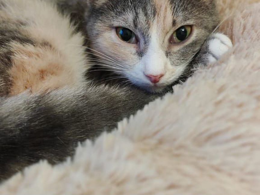 Принцесса хочет в новый замок