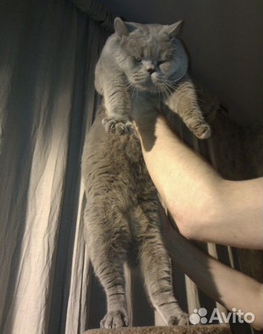 Приглашаем на вязку кошечек к шикарному коту