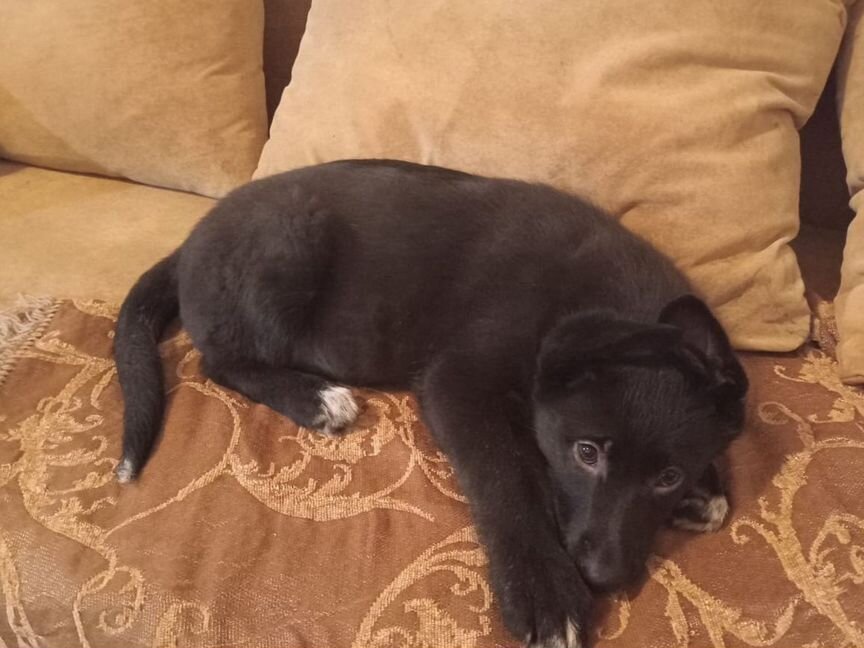 Великолепные щенки в дар