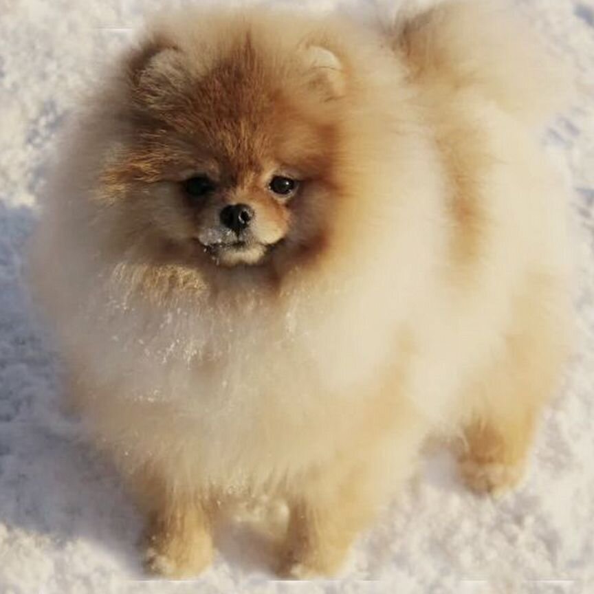 Шпиц мальчик красавчик