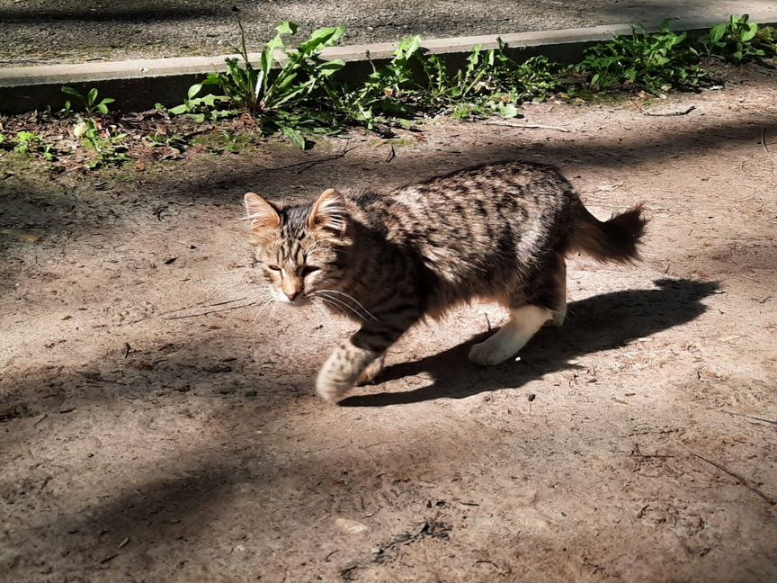 Отдам котика в добрые руки