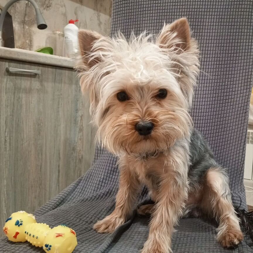 Йоркширский терьер