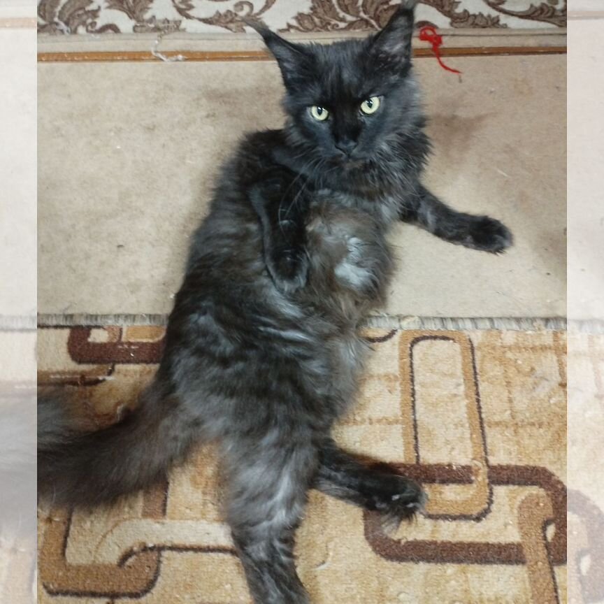 Мейн-кун, взрослая кошка