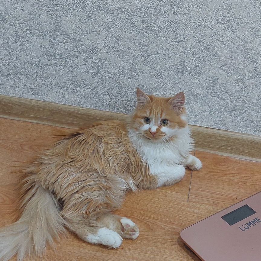 Рыжая кошечка девочка