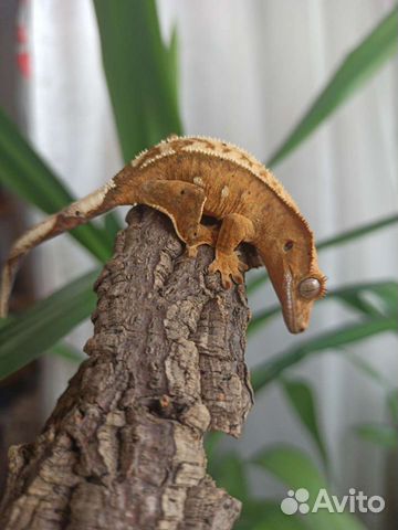 Молодые самочки бананоеда