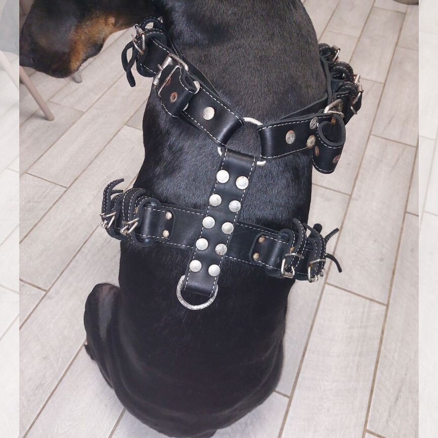 Шлейка с грузами для собак