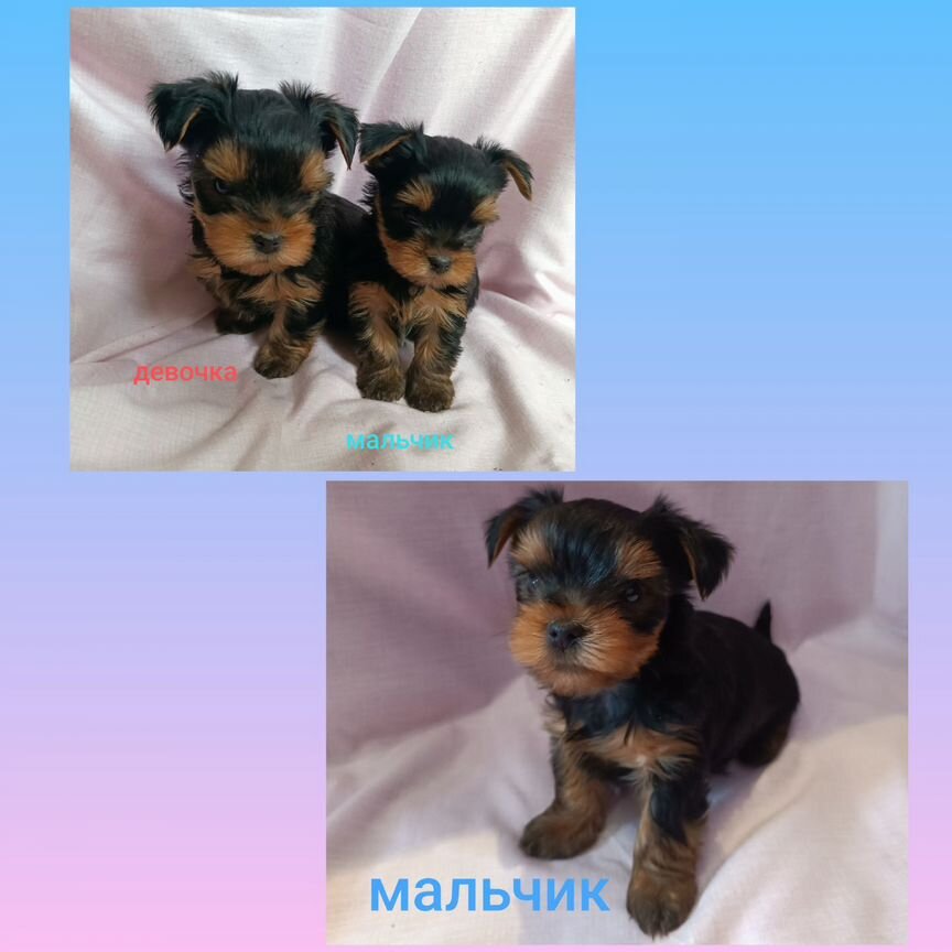 Йоркширский терьер щенки