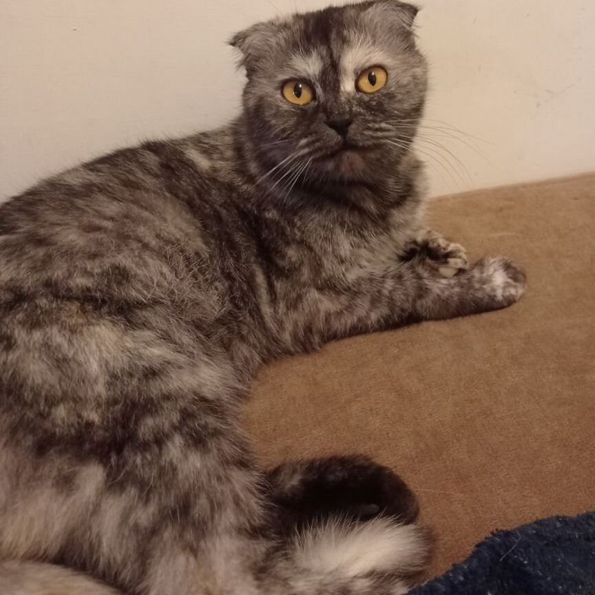 Шотландская вислоухая короткошёрстная кошка, взрослая