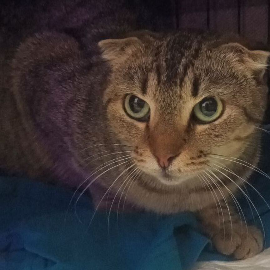 Взрослая, кошка в добрые руки