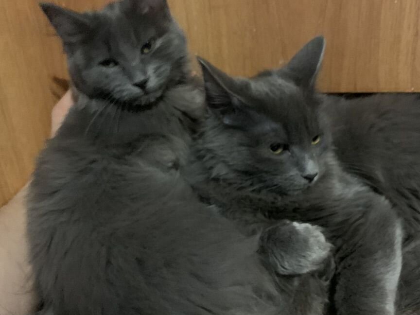 Котята русская голубая две сестры. Пол года