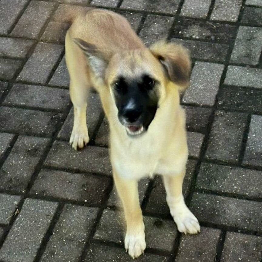 Щенок в добрые руки