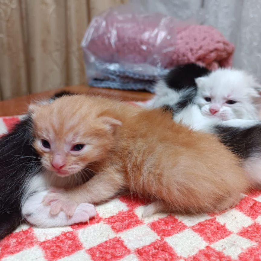 Котята в добрые руки