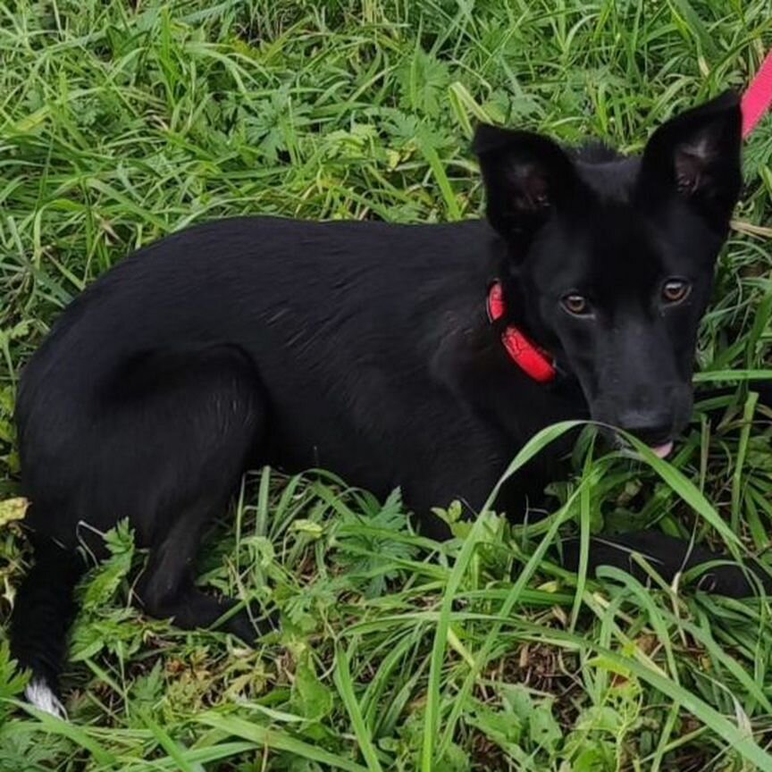 Собачка Тася в добрые руки