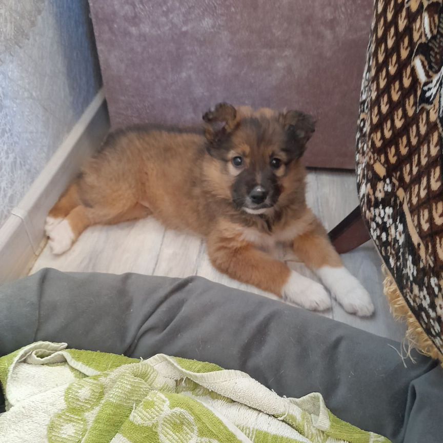 Добрые руки